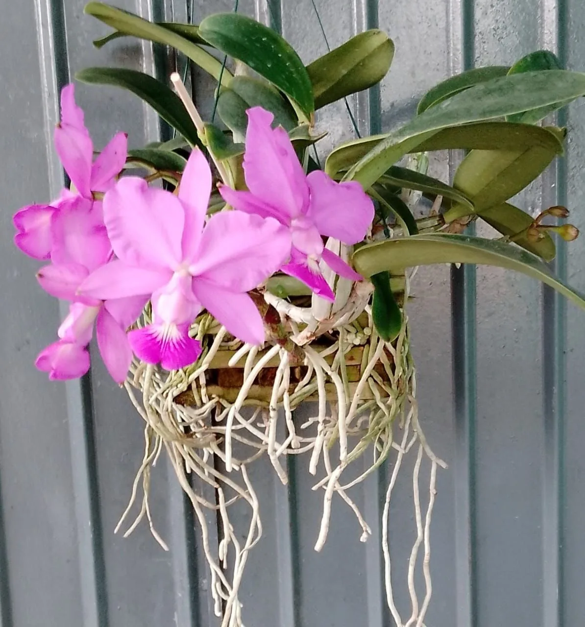 Exposição de Orquídeas vai movimentar a região - BelosF7